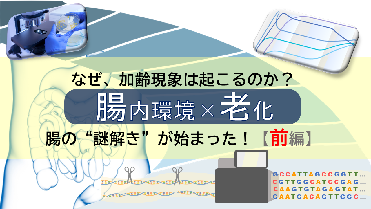 「腸内環境×老化」免疫機能低下や耐糖能異常など加齢現象のメカニズム【前編】 | TL Genomics Inc.